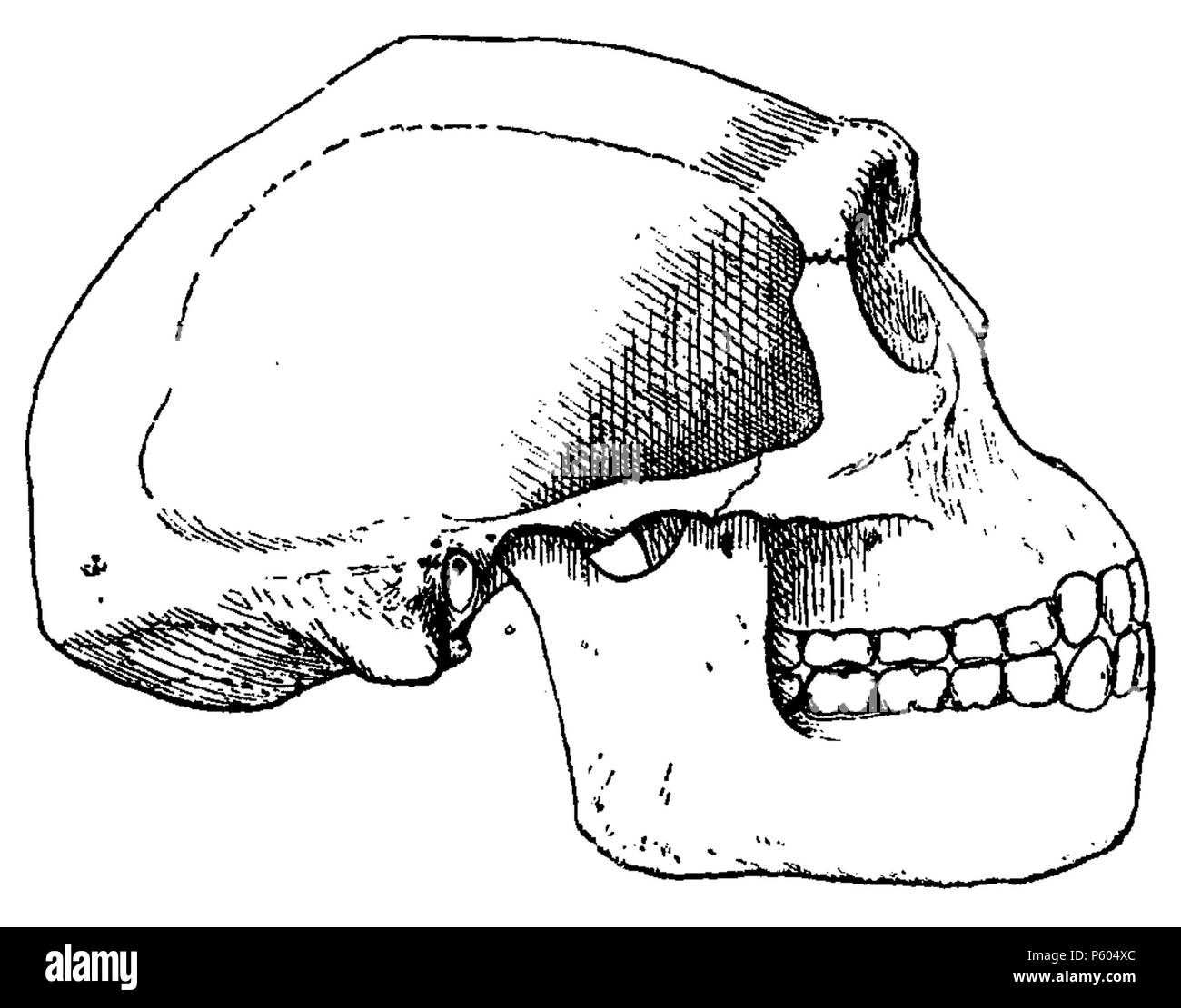 Pithecanthropus hi-res stock photography and images - Alamy