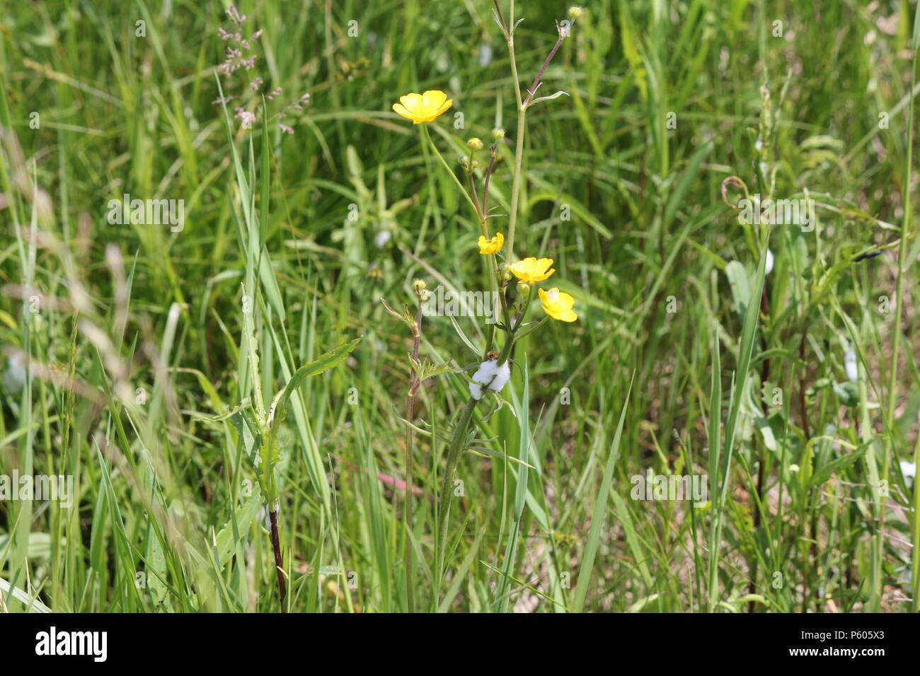 Spittle bug foam on a Butter Cup plant. Immature spittle bugs are ...