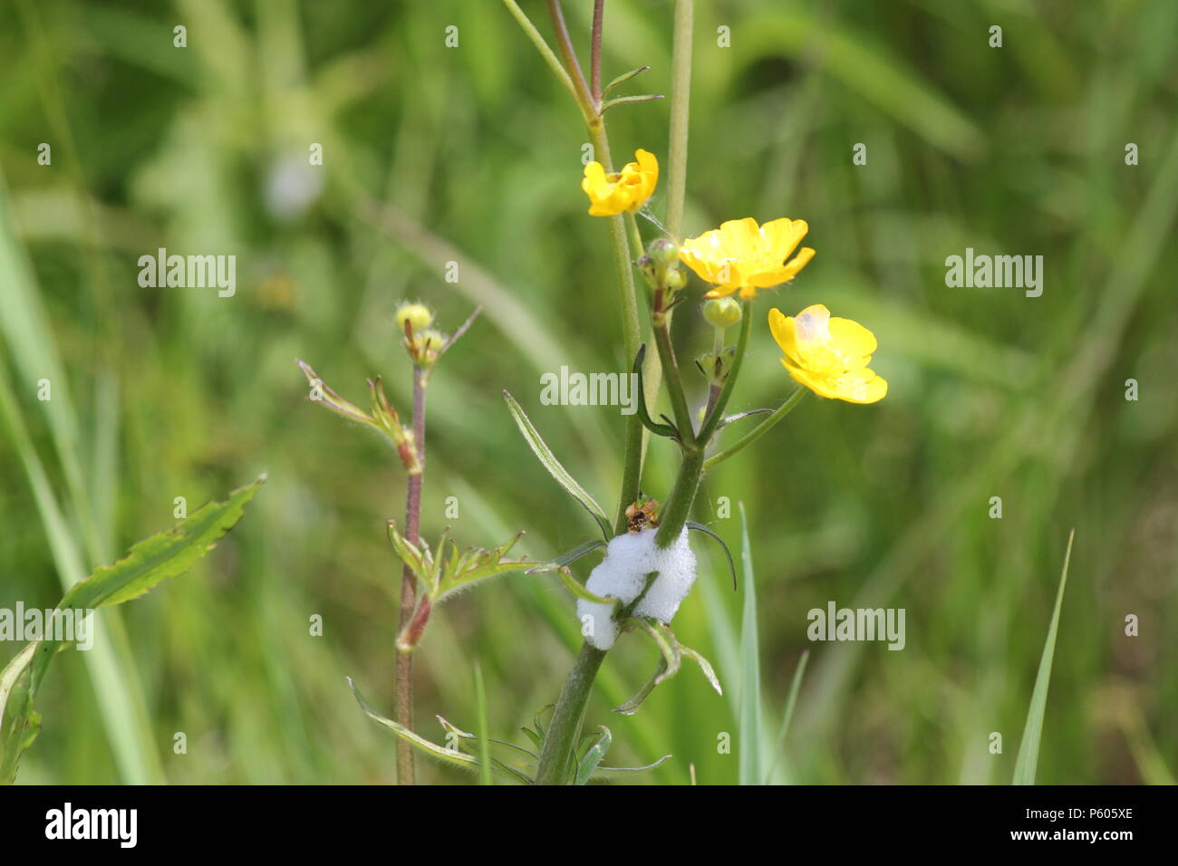 Spittle bug foam on a Butter Cup plant. Immature spittle bugs are ...