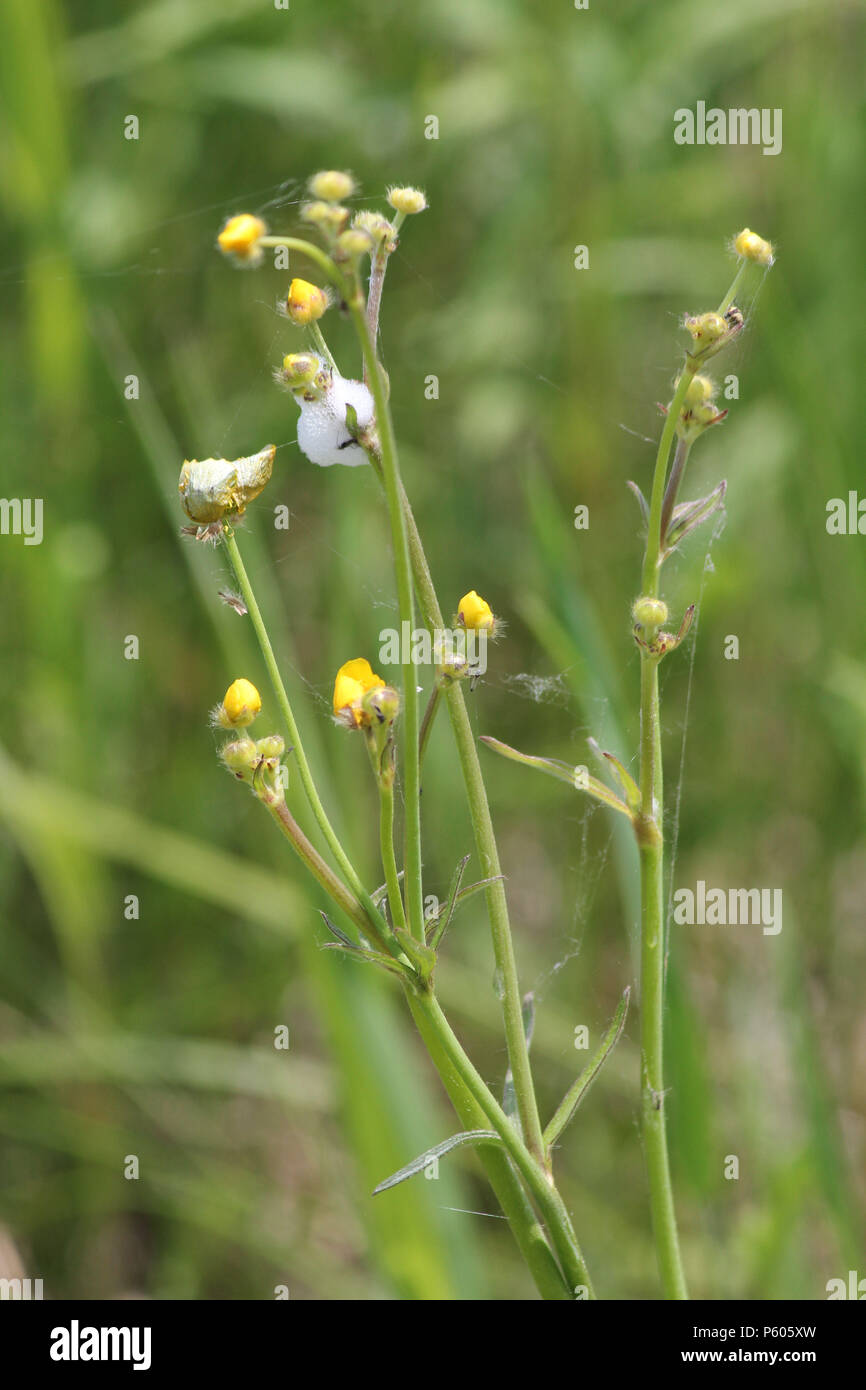Spittle bug froth hi-res stock photography and images - Alamy