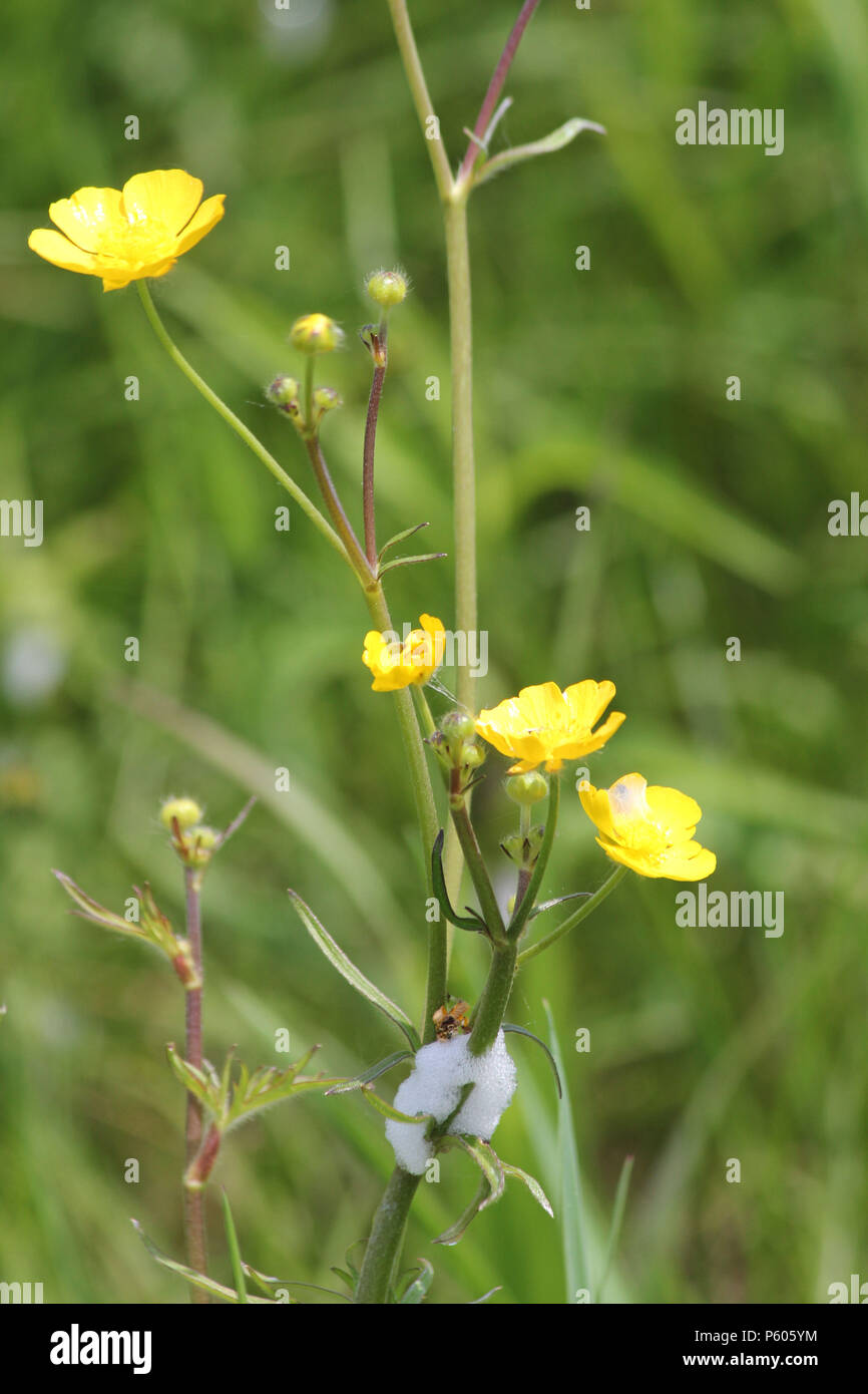 Spittle bug foam on a Butter Cup plant. Immature spittle bugs are ...