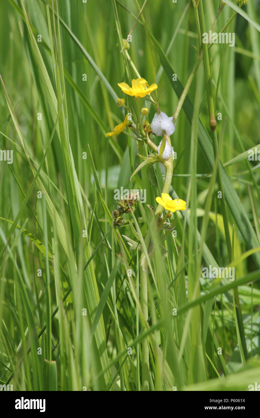 Spittle bug foam on a Butter Cup plant. Immature spittle bugs are ...