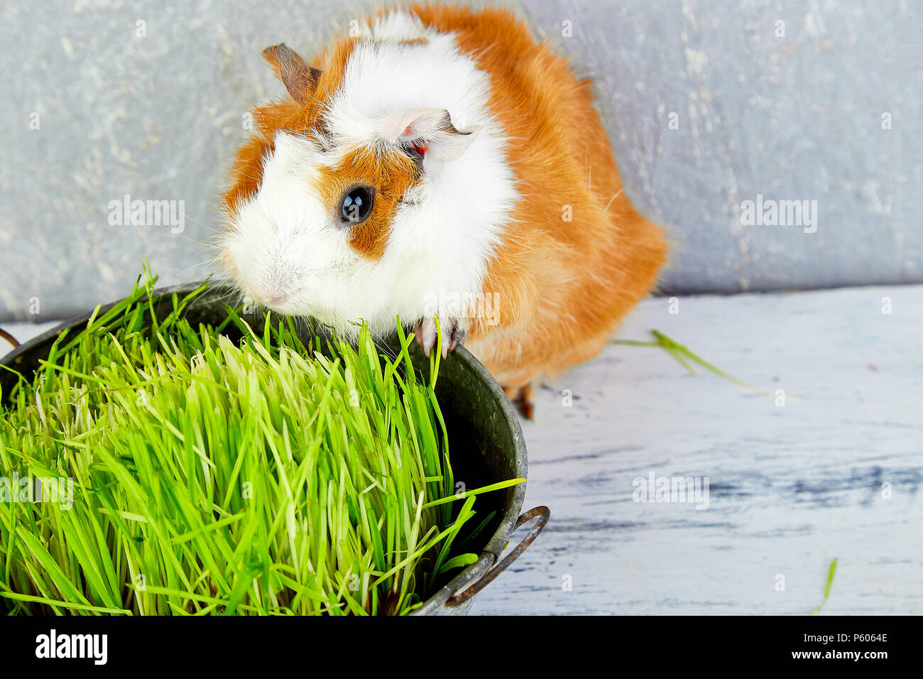 Guinea pig eating spring hi-res stock photography and images - Alamy
