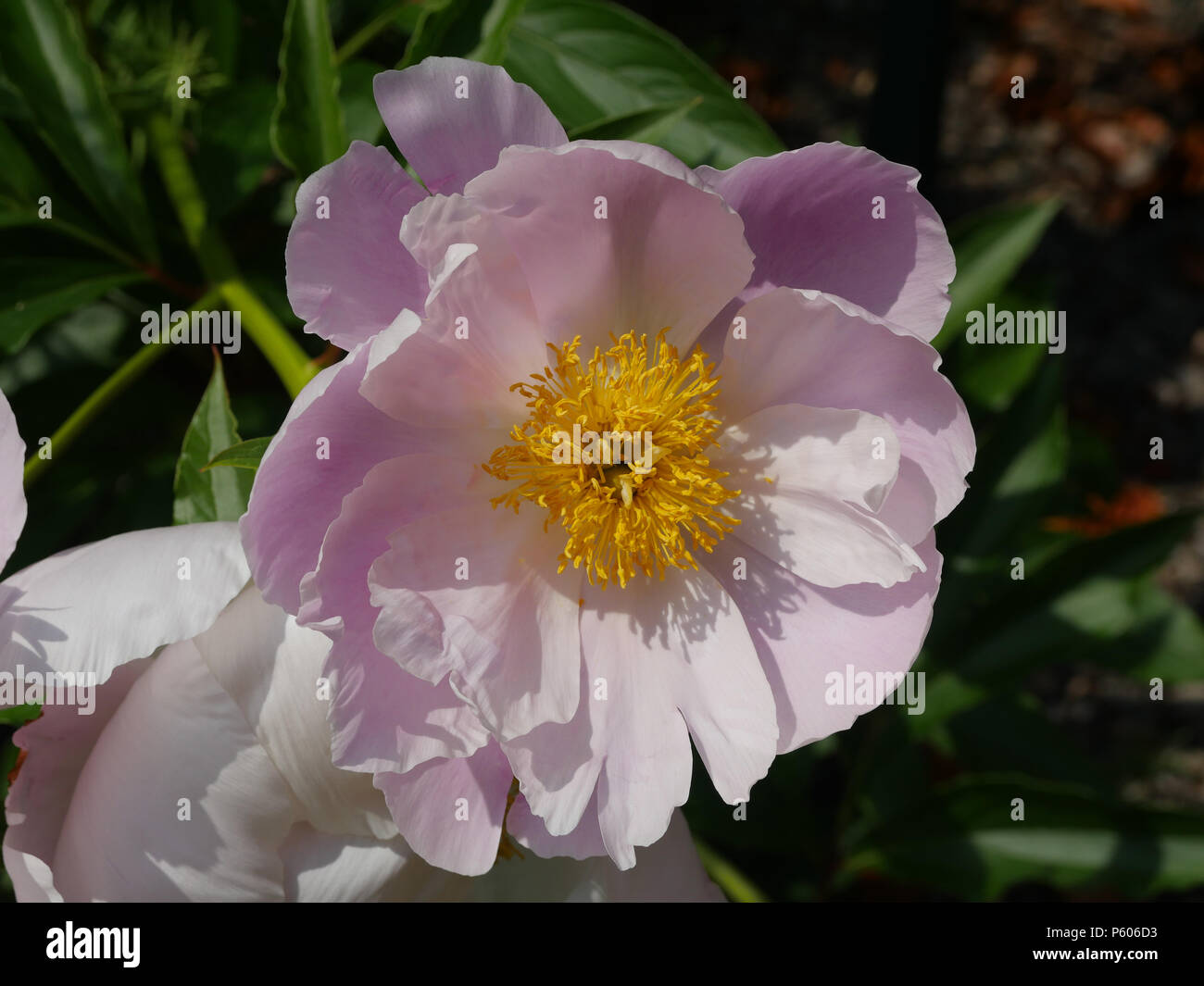 Single peony hi-res stock photography and images - Alamy