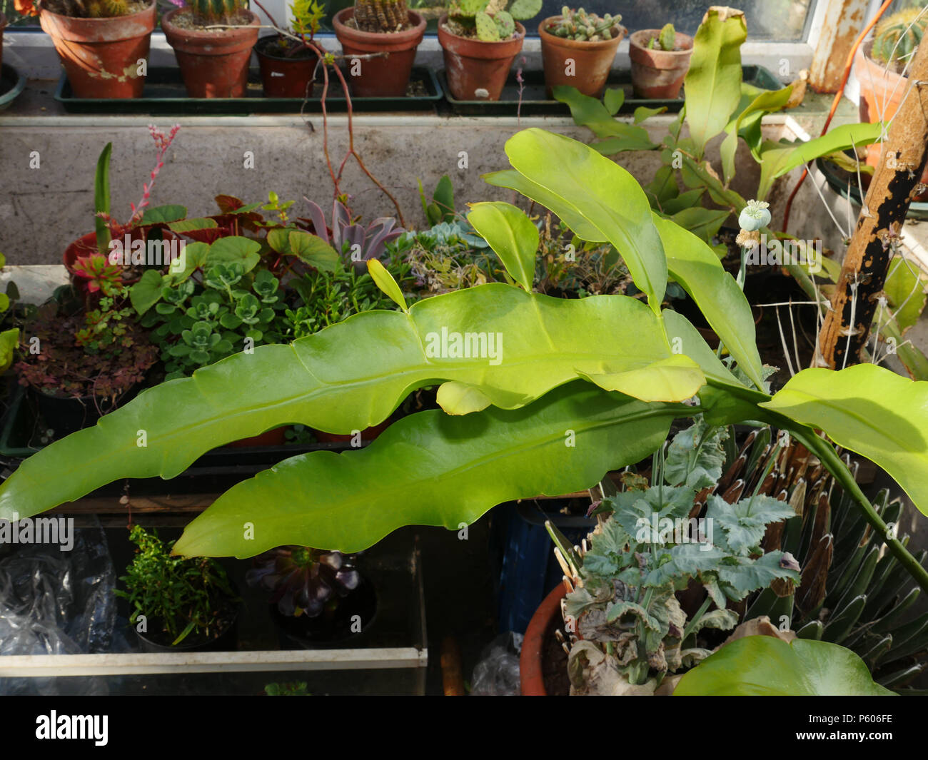 Queen of the Night night flowering cactus leaves Stock Photo - Alamy