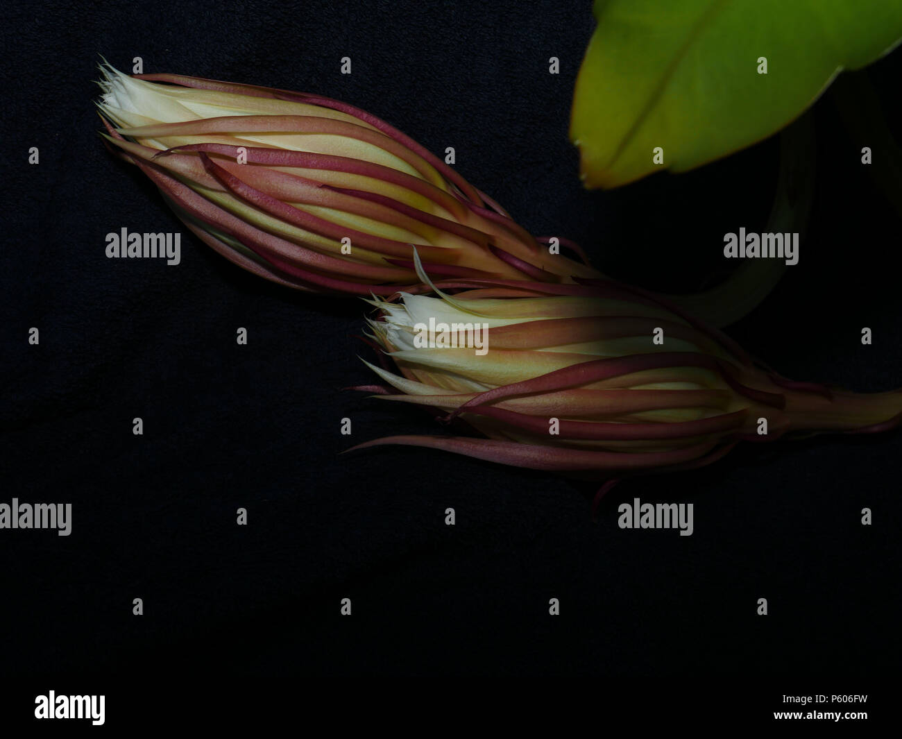 Nocturnal blooming hi-res stock photography and images - Alamy