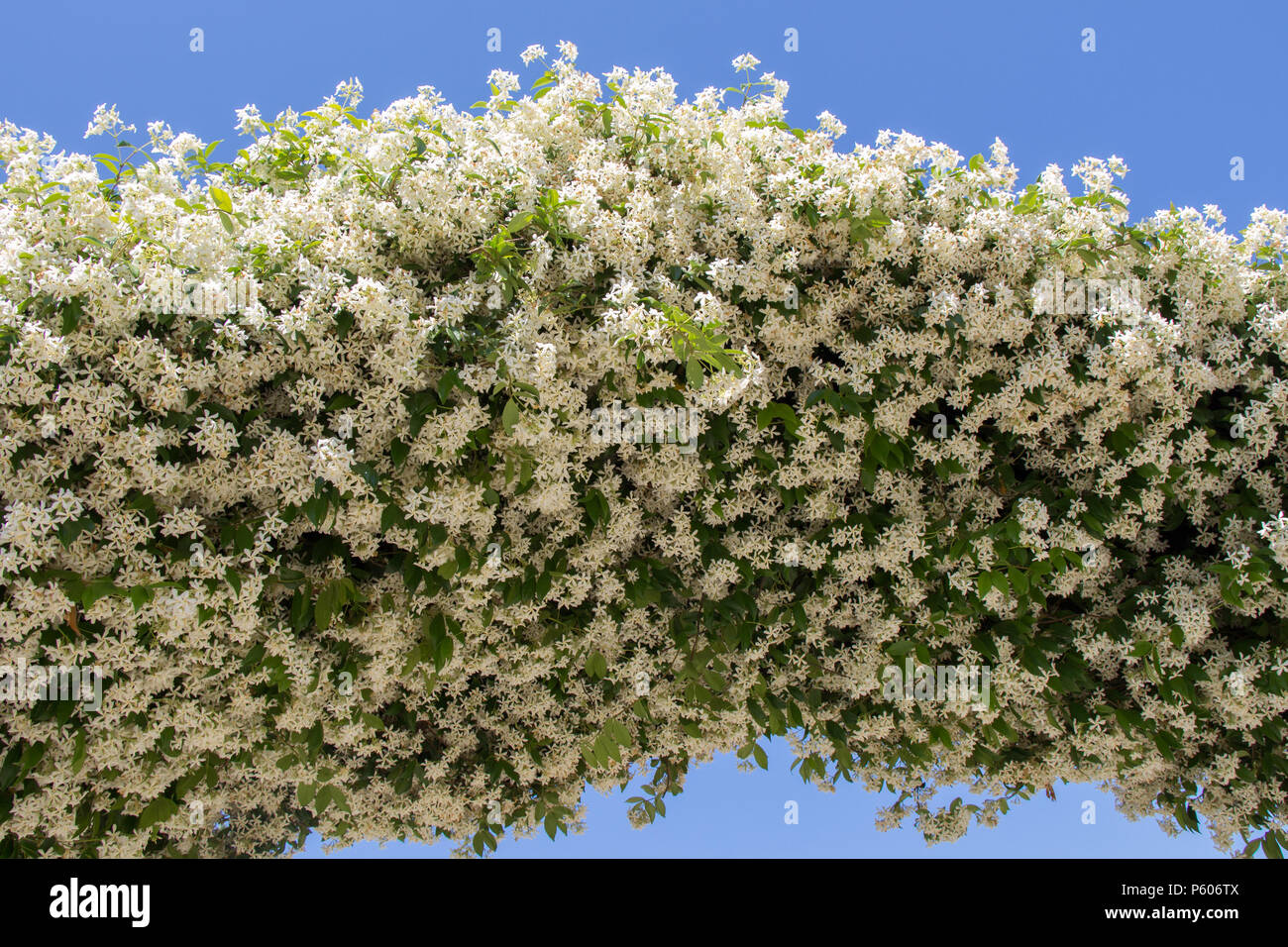 Blooming beautiful colorful natural flowers in view Stock Photo - Alamy