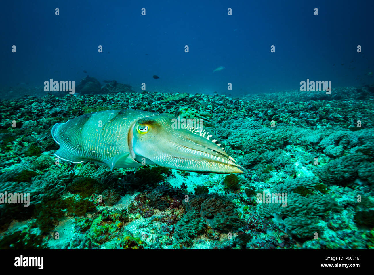 Cuttlefish on a reef in Komodo national park Stock Photo - Alamy