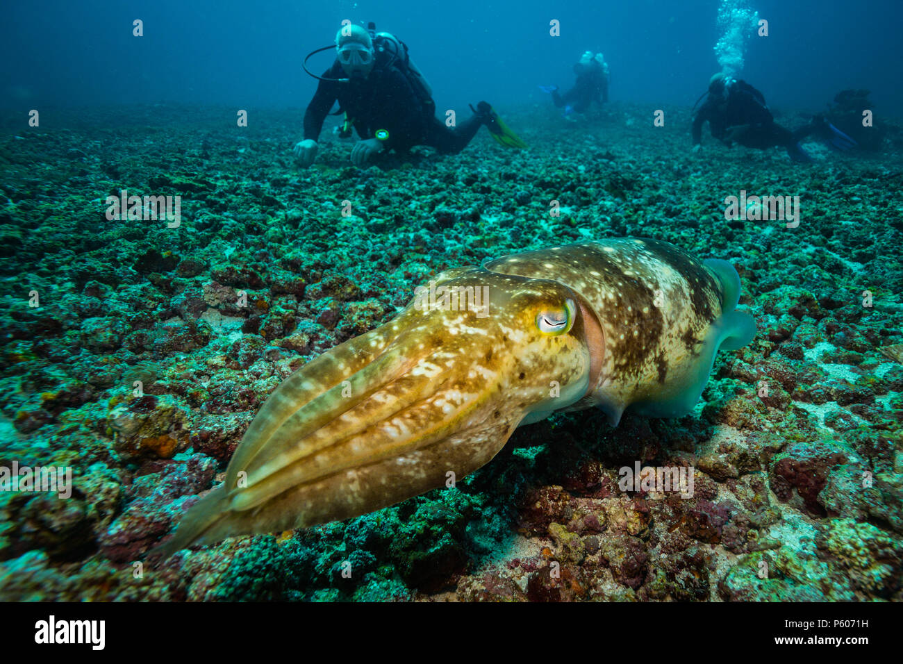 Cuttlefish on a reef in Komodo national park Stock Photo - Alamy