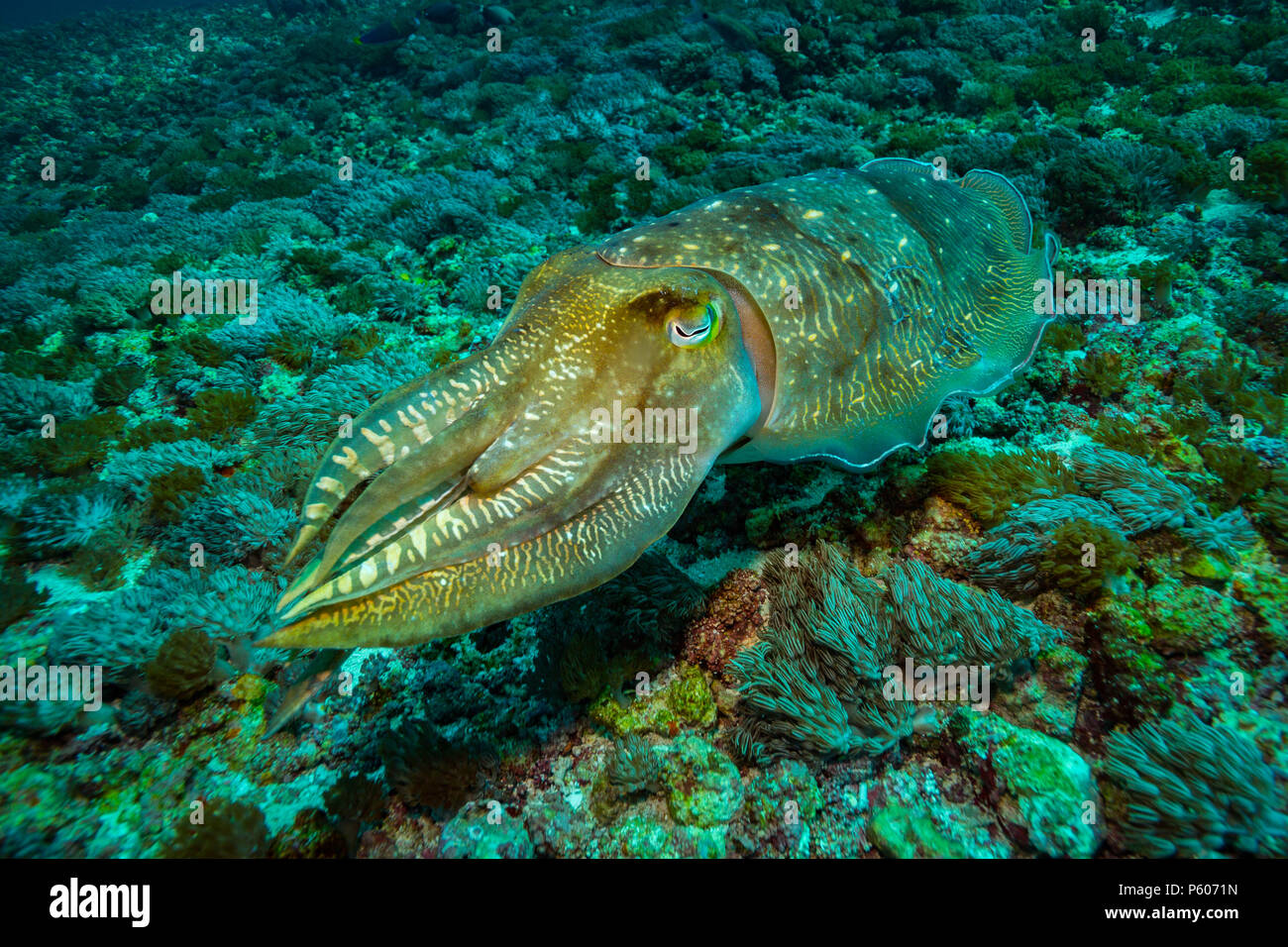Pharaoh cuttlefish hi-res stock photography and images - Alamy
