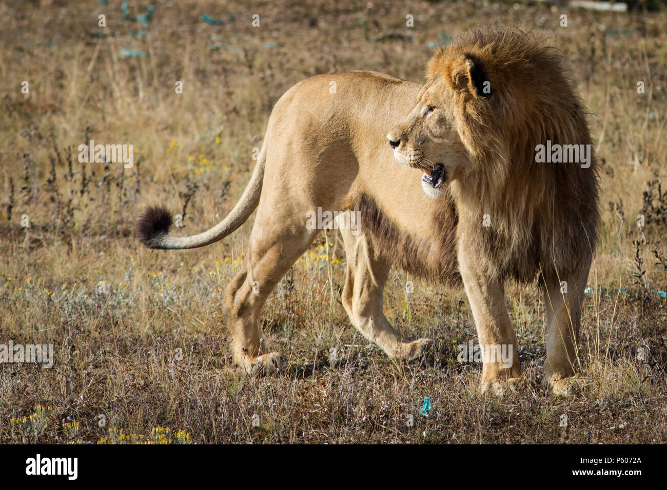 Lion walking through the savanna Stock Photo - Alamy