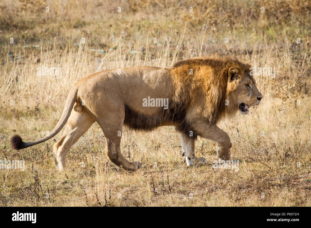 African lions walking through savanna hi-res stock photography and ...