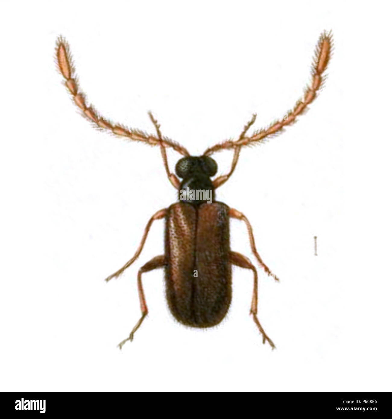 Euglenes oculatus hi-res stock photography and images - Alamy