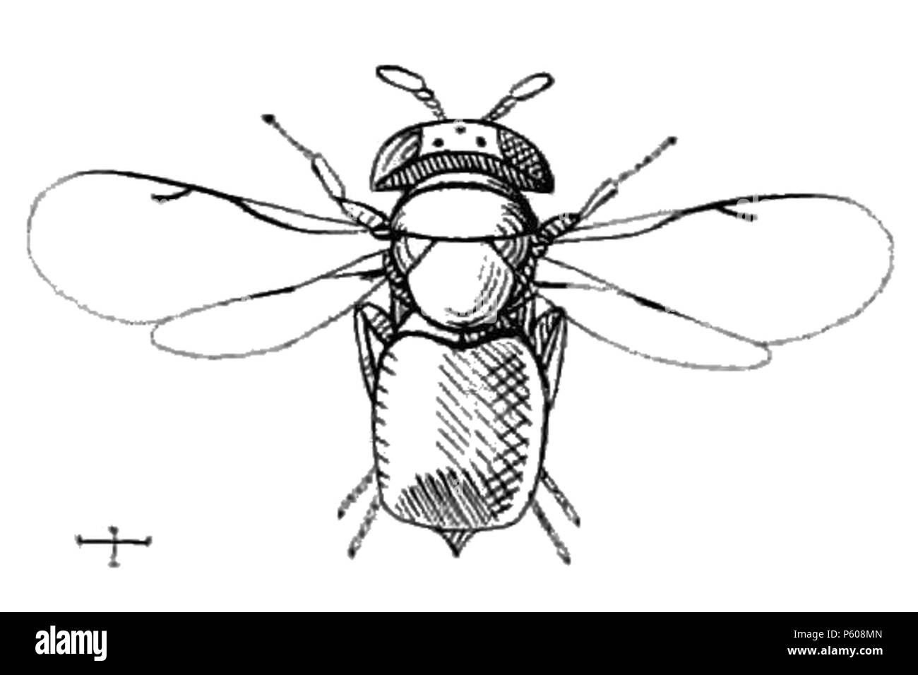 Ancient insect biology Black and White Stock Photos & Images - Alamy