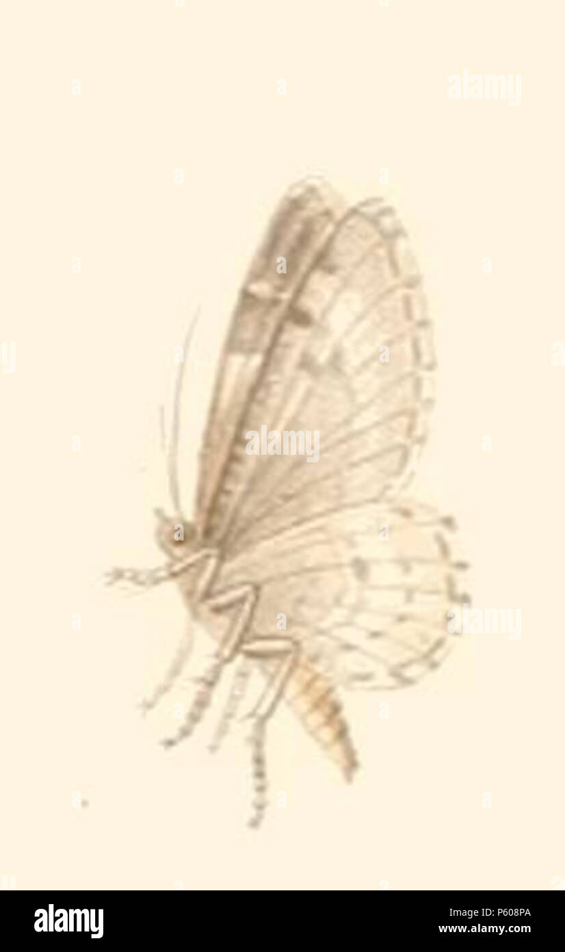 Eupithecia gueneata hi-res stock photography and images - Alamy