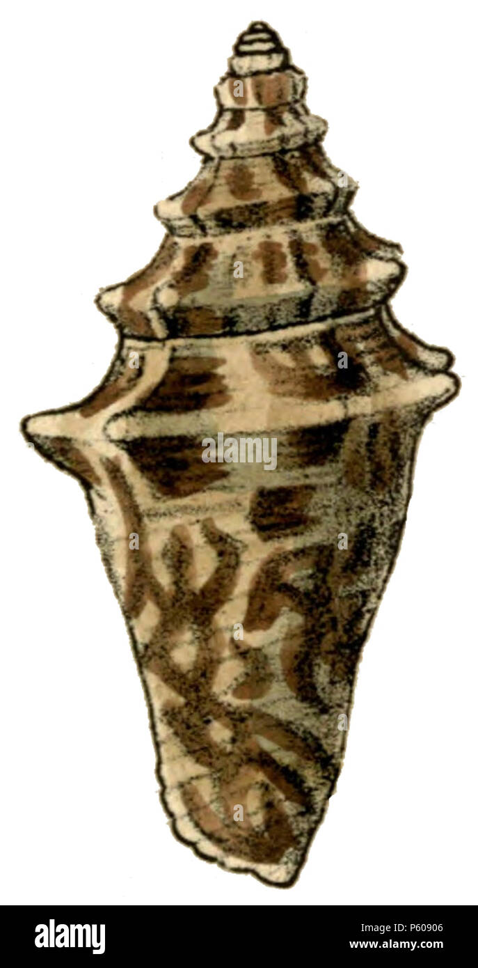 George shell hi-res stock photography and images - Alamy