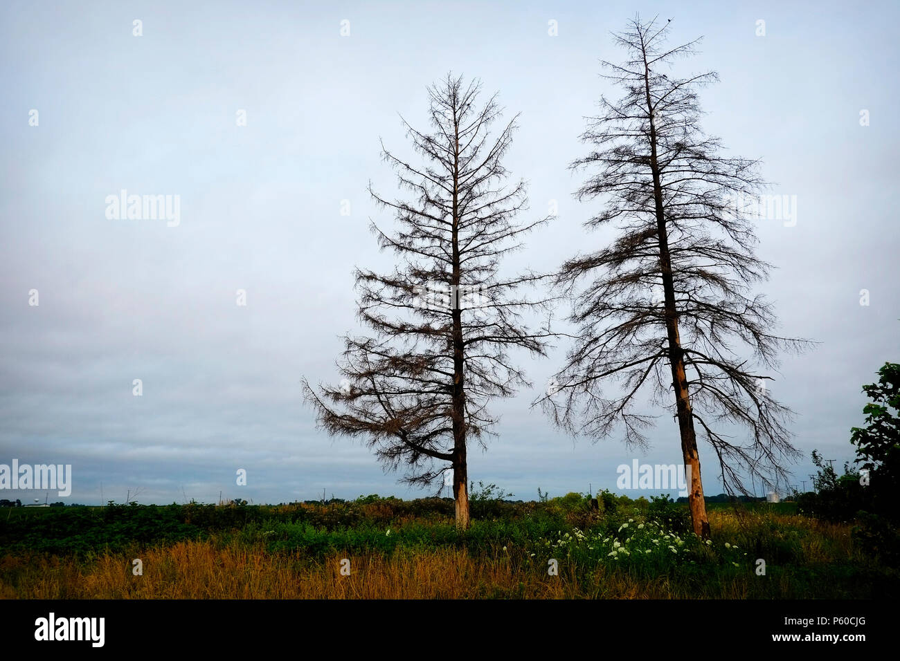 Branches of conifer hi-res stock photography and images - Alamy