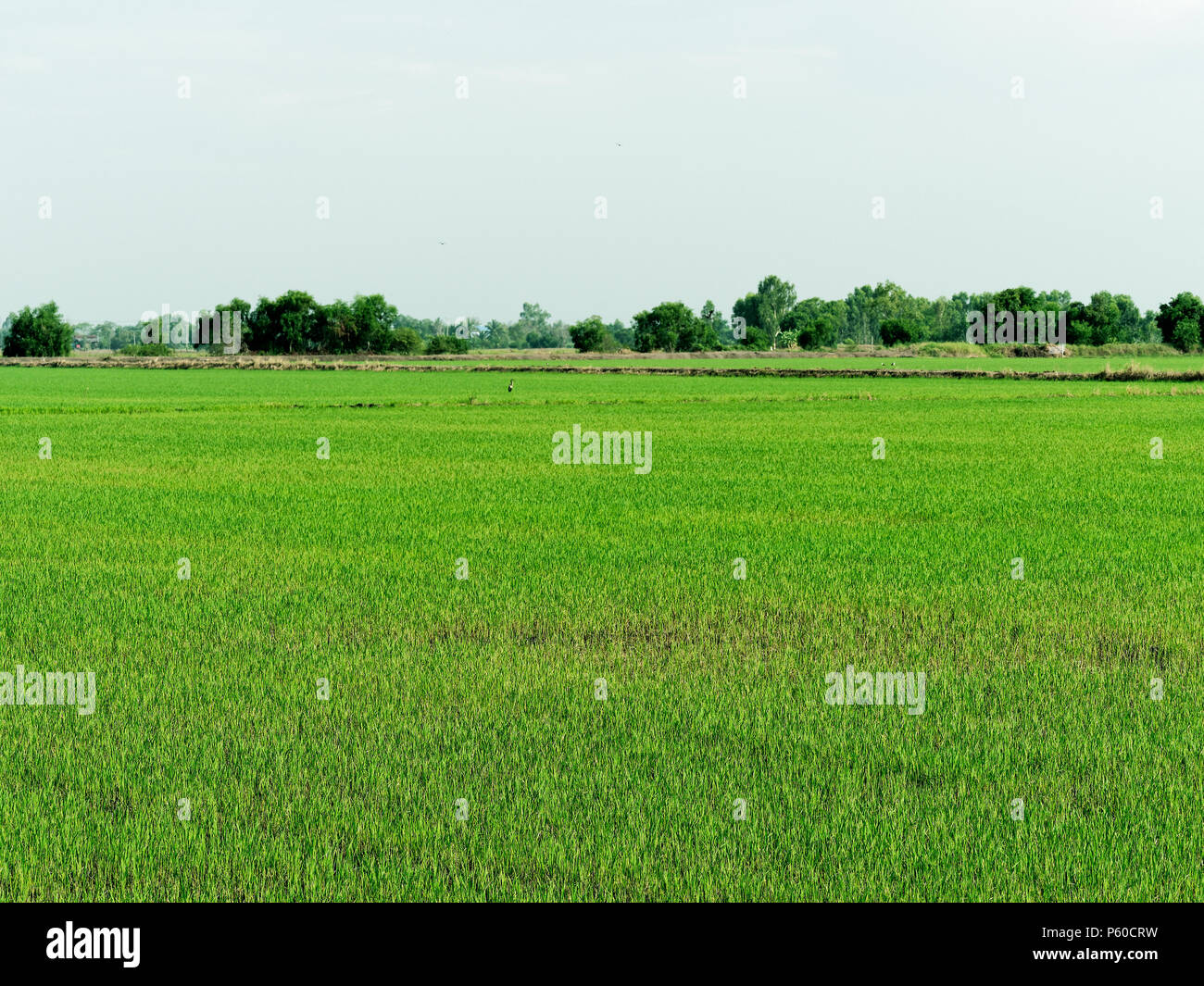 Paddy field scenery hi-res stock photography and images - Alamy