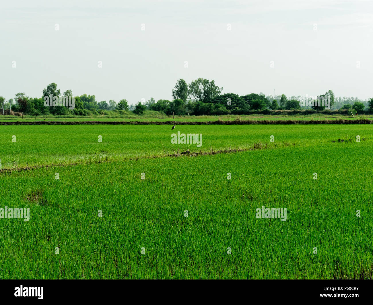 Young green paddy rice field in Ayutthaya province, central part of ...