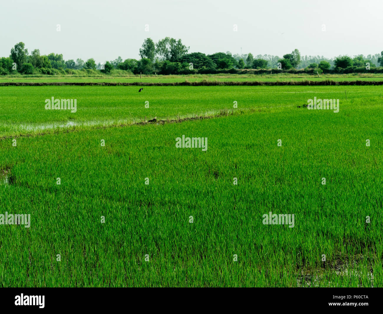Young green paddy rice field in Ayutthaya province, central part of ...