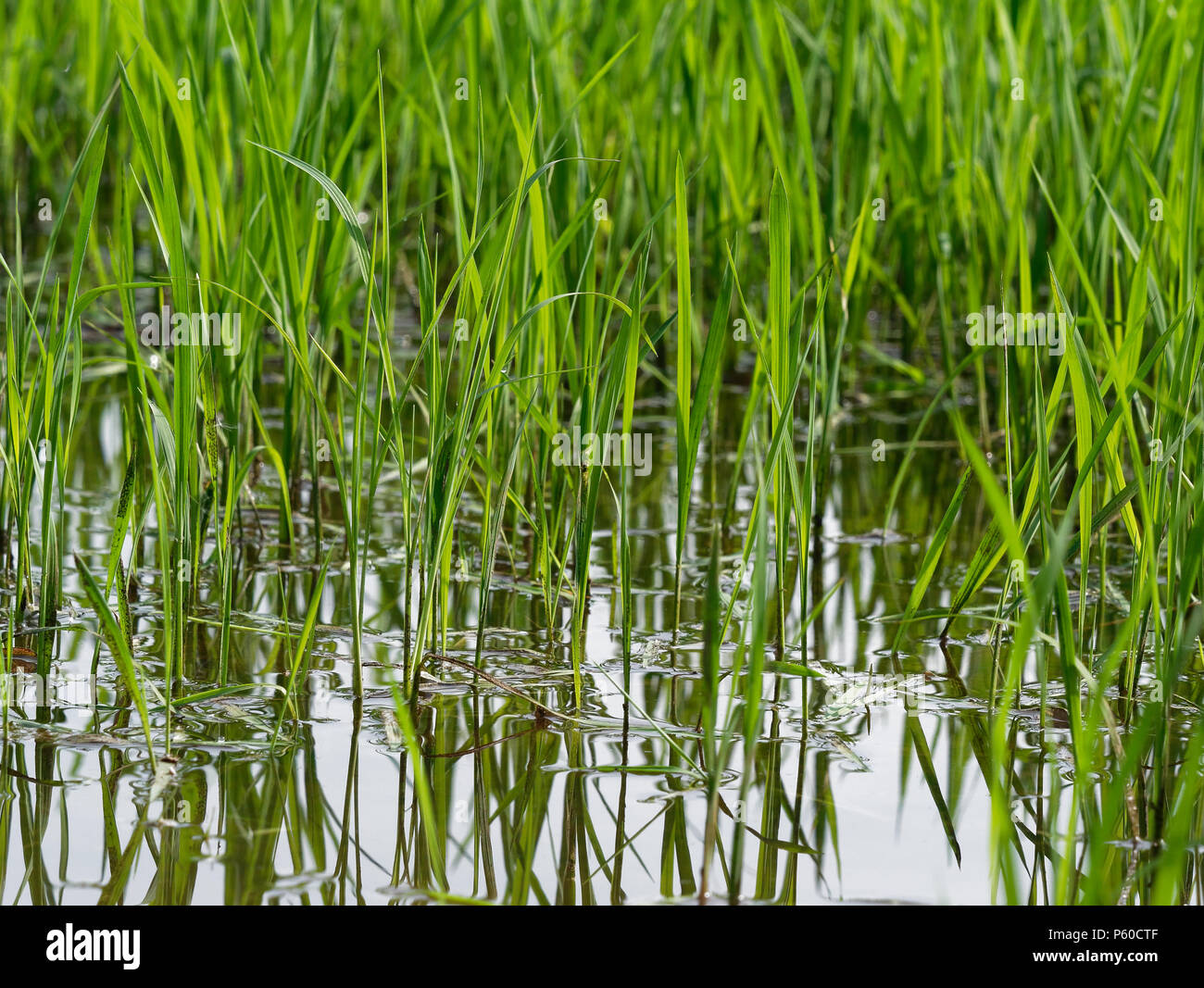 Rice plant hi-res stock photography and images - Alamy