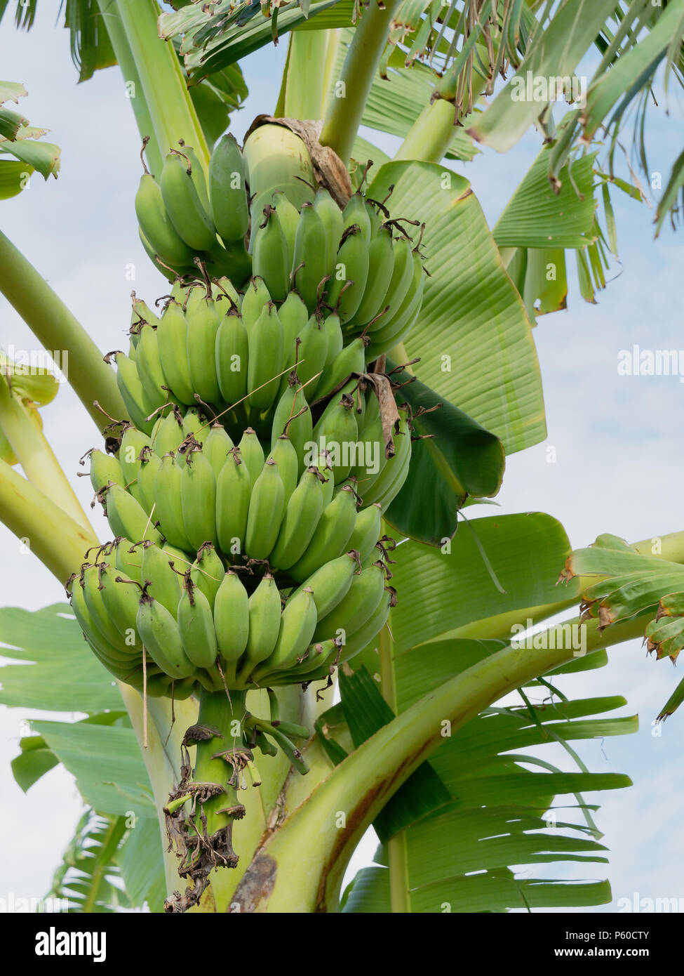 Buch of green bananas hi-res stock photography and images - Alamy