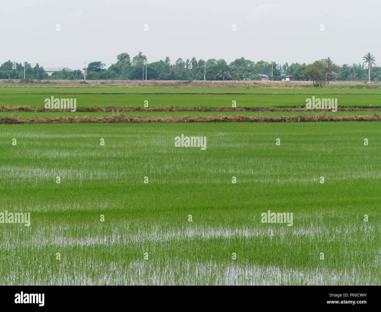 Young green paddy rice field in Ayutthaya province, central part of ...