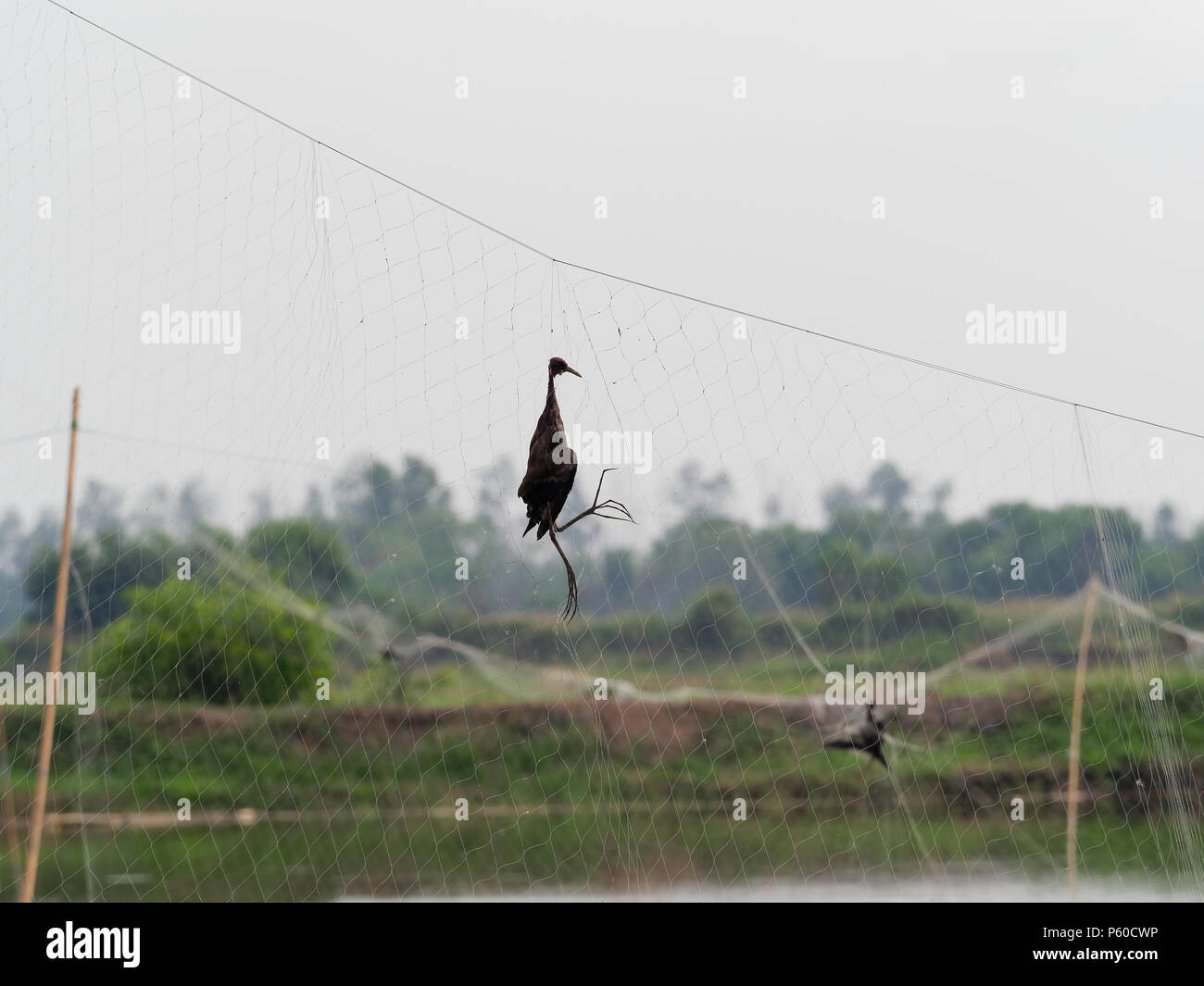 Bird trap hi-res stock photography and images - Alamy