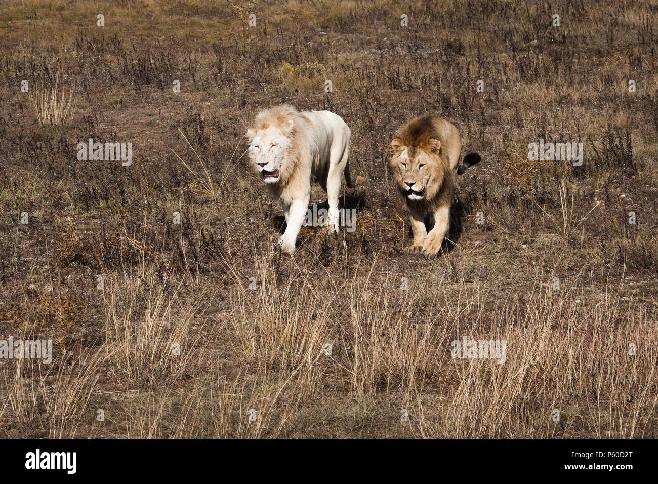 Two lions walking through the savanna Stock Photo - Alamy