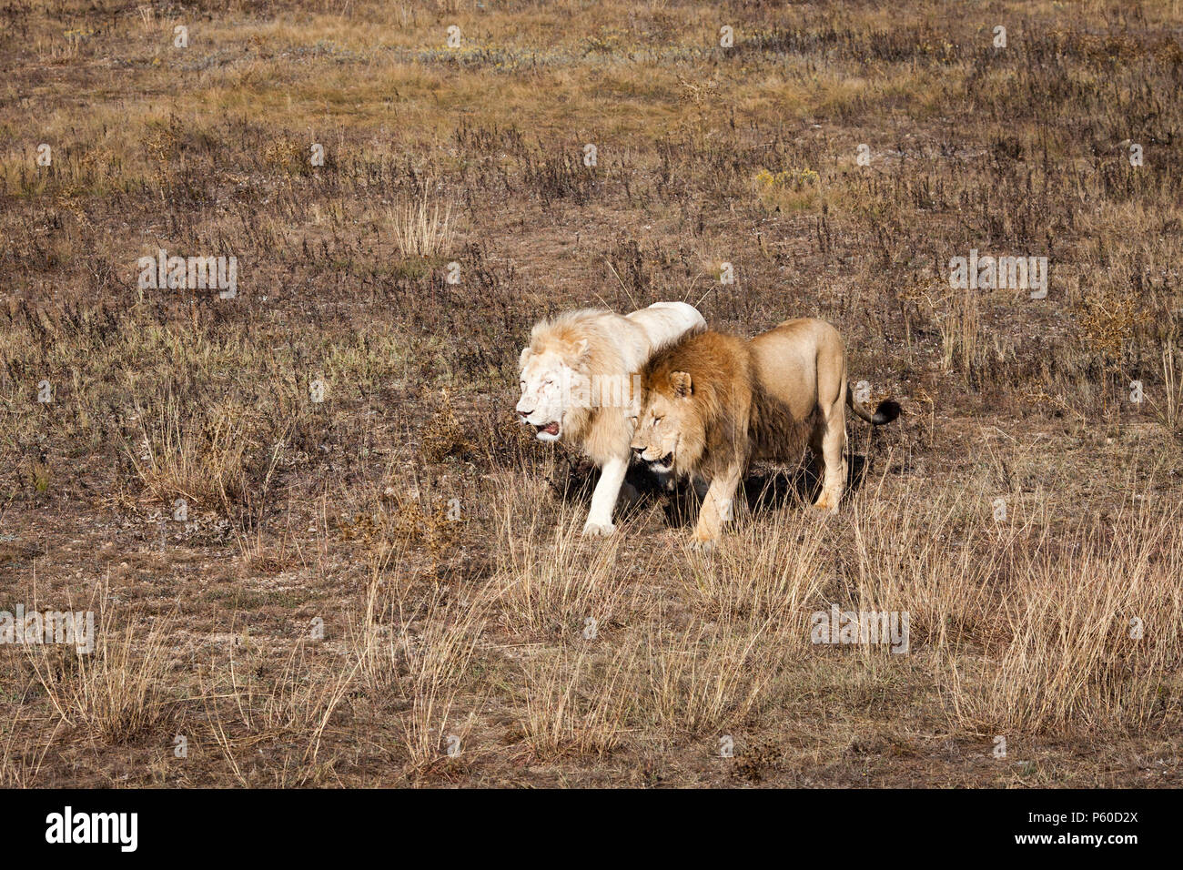 Two lions walking through the savanna Stock Photo - Alamy