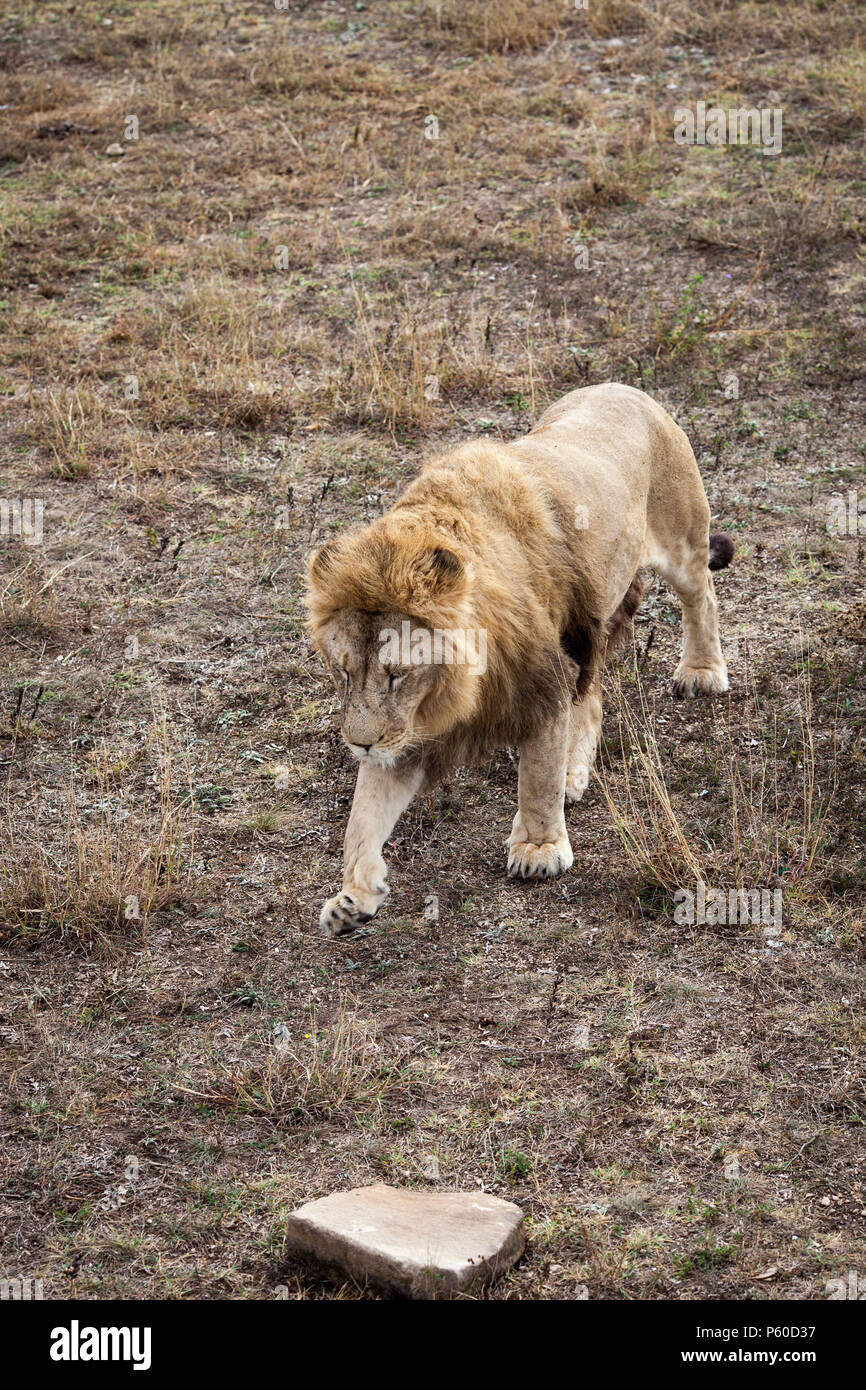 Lion walking through the savanna Stock Photo - Alamy