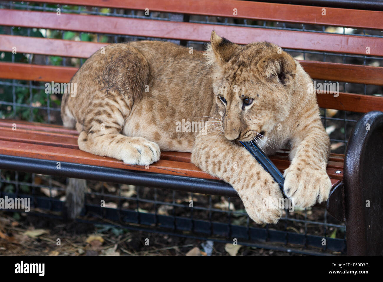 A young funny lion play Stock Photo - Alamy