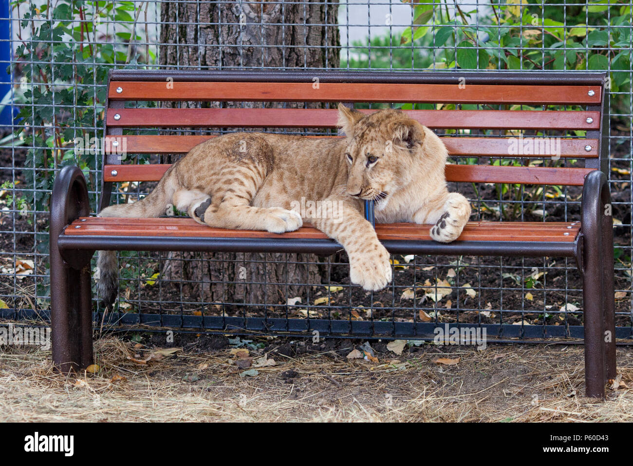 A young funny lion play Stock Photo - Alamy