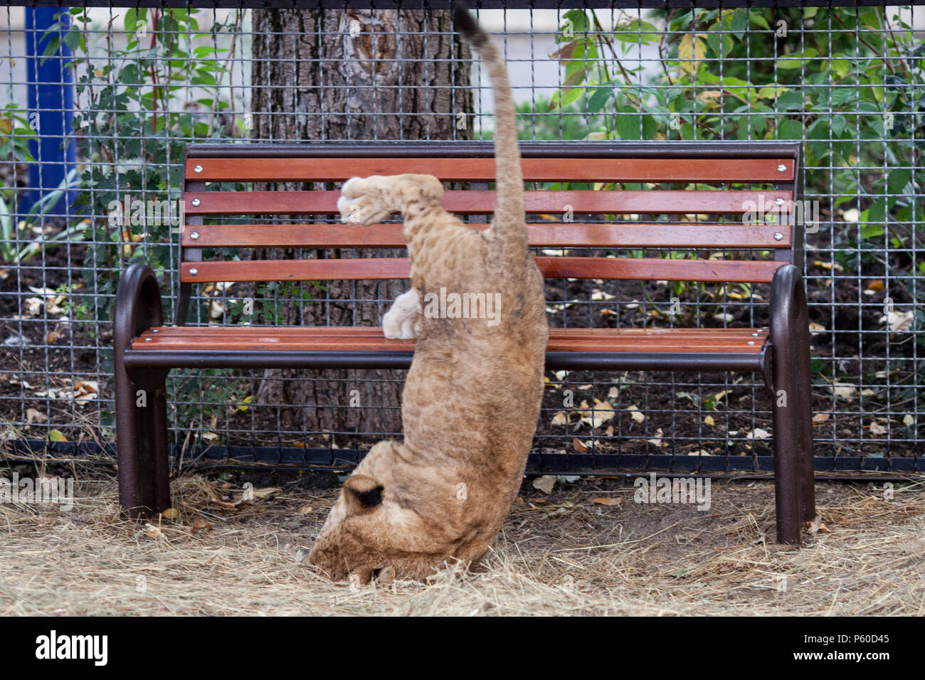 A young funny lion play Stock Photo - Alamy