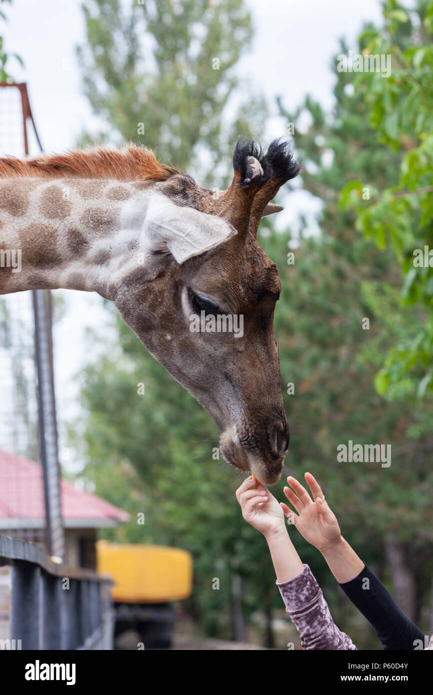Feed a giraffe hi-res stock photography and images - Alamy