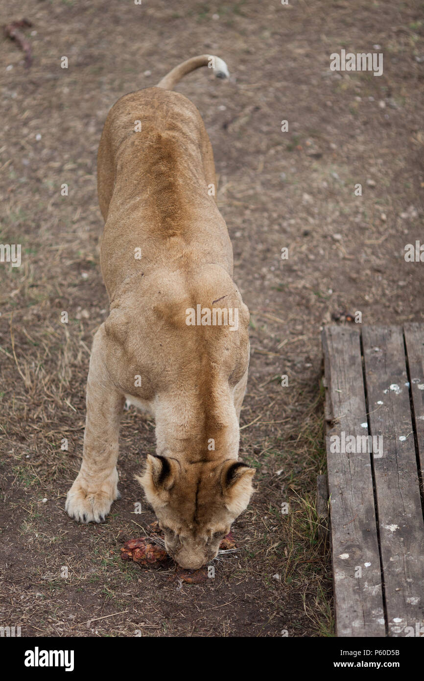 Lion eating meat at the zoo Stock Photo - Alamy