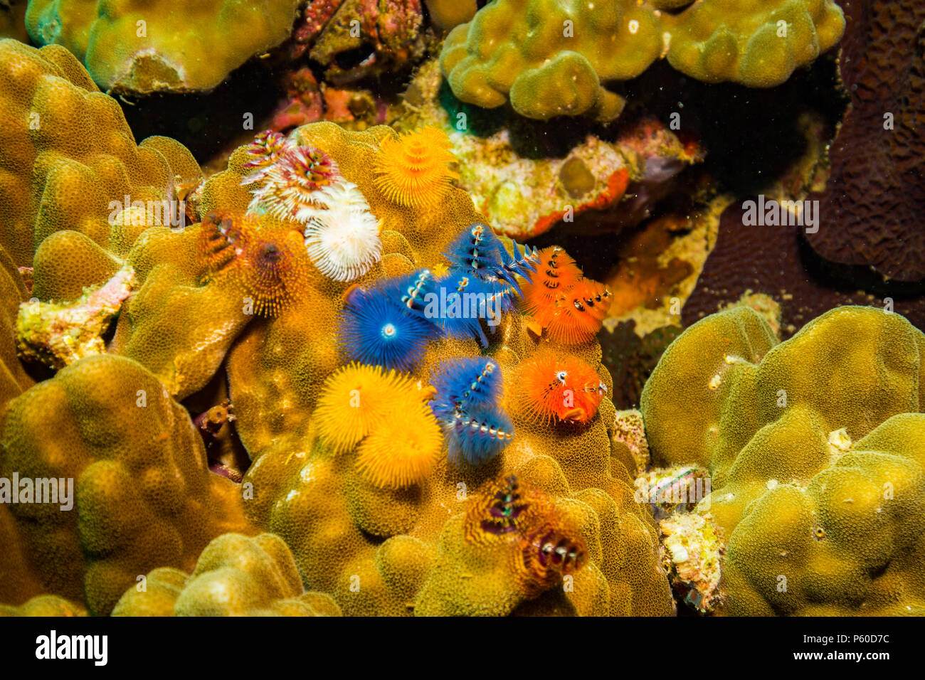 Christmas tree worms on a coral reef hi-res stock photography and ...