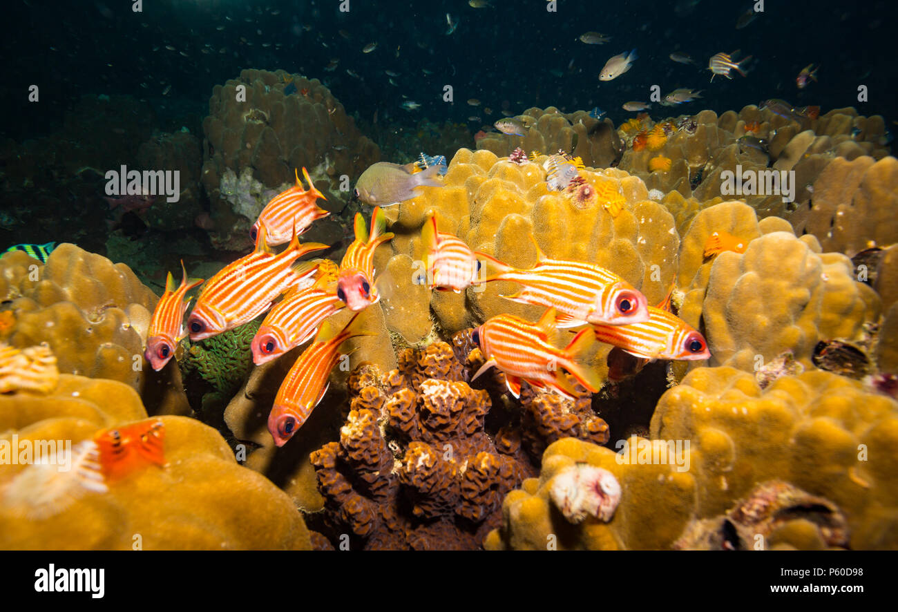 Squirrel fish hi-res stock photography and images - Alamy