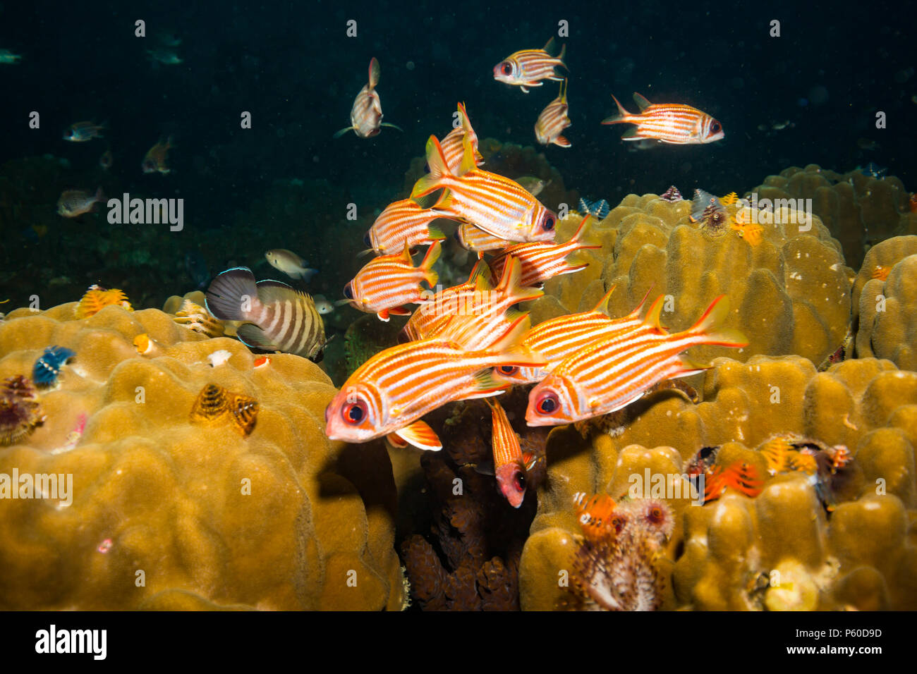 Red squirrel fish hi-res stock photography and images - Alamy