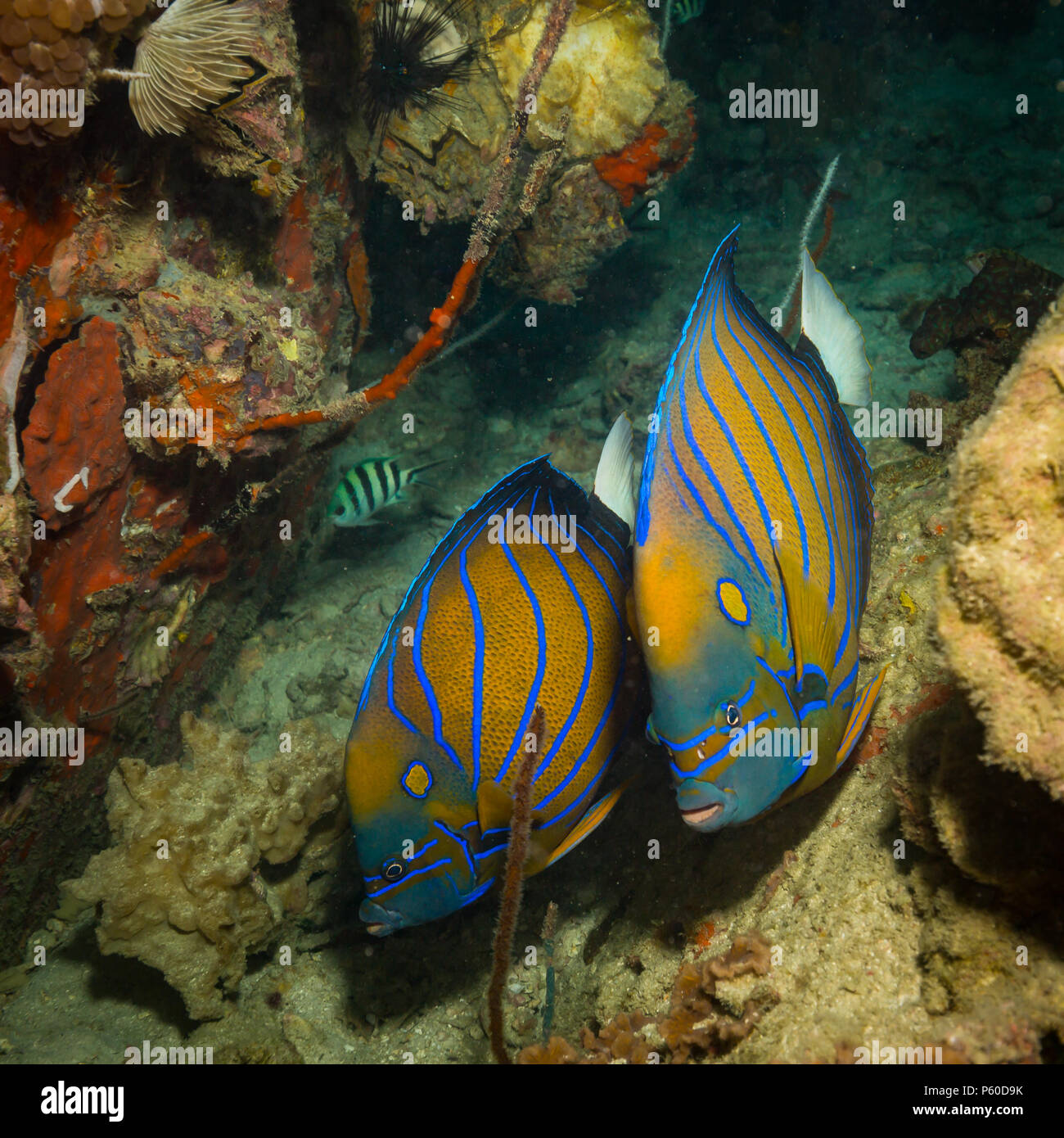 Butterflyfish on a reef near Kot Tao island Stock Photo - Alamy