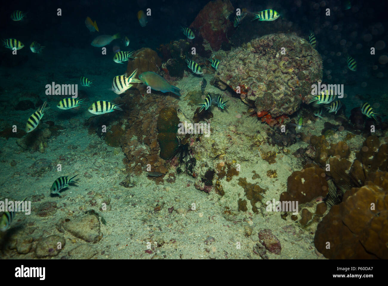 Sergeant major fish on a reef near Kot Tao island Stock Photo - Alamy