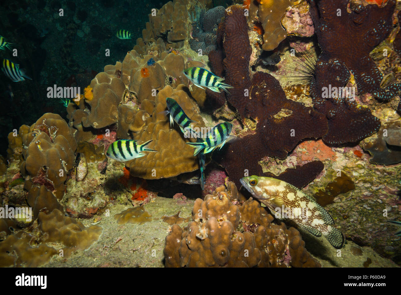Sergeant major fish on a reef near Kot Tao island Stock Photo - Alamy