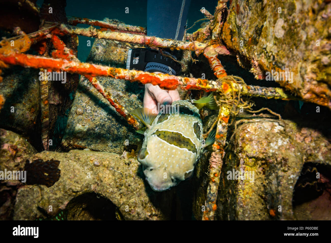 Puffer on the reaf of Koh Tao Stock Photo - Alamy
