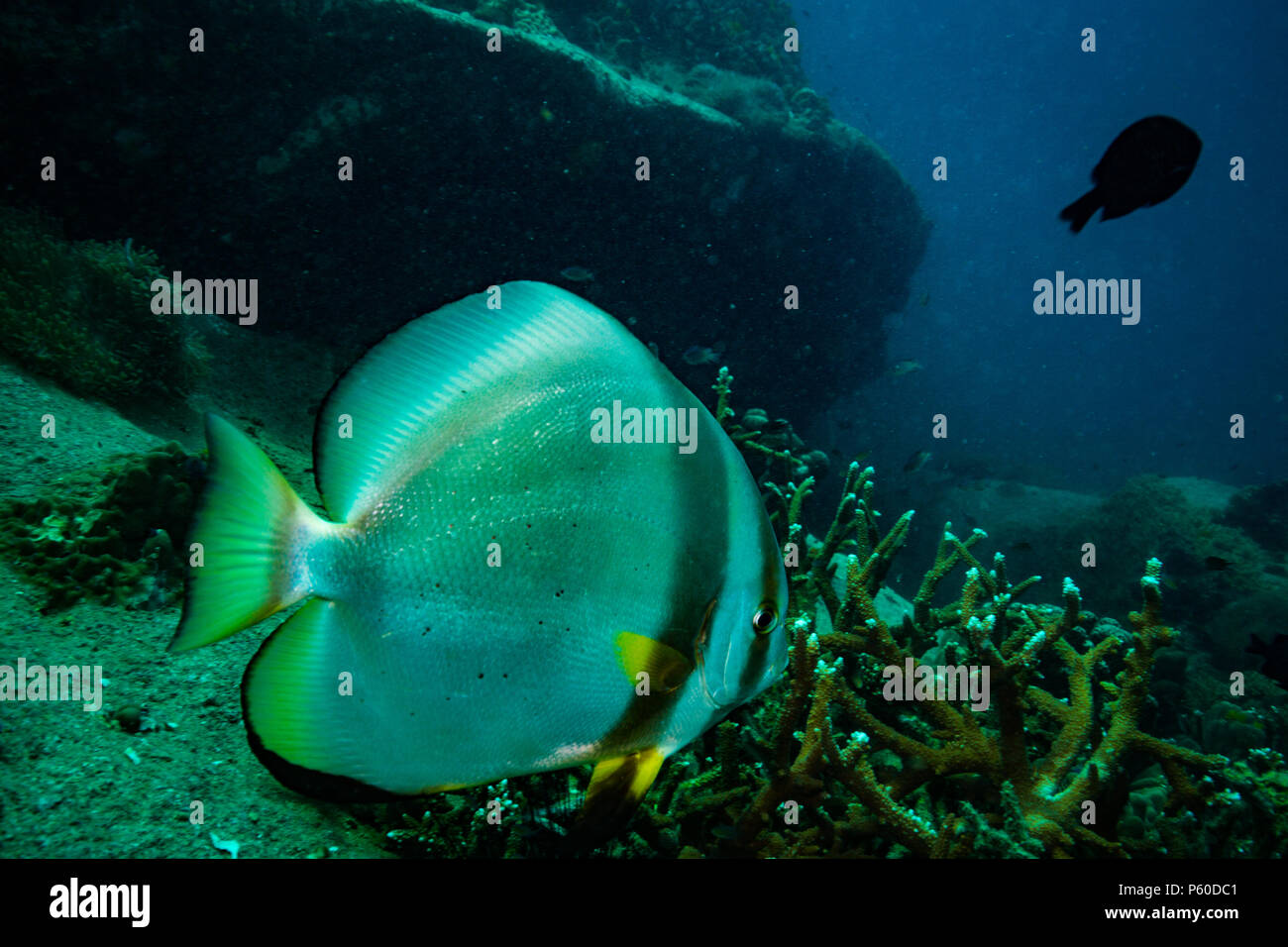 Batfish on coral reef of Koh Tao Stock Photo - Alamy