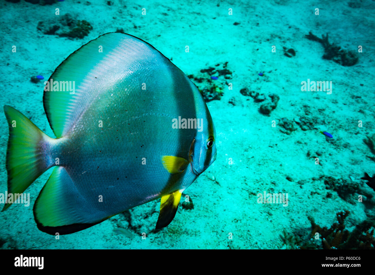 Batfish on coral reef of Koh Tao Stock Photo - Alamy