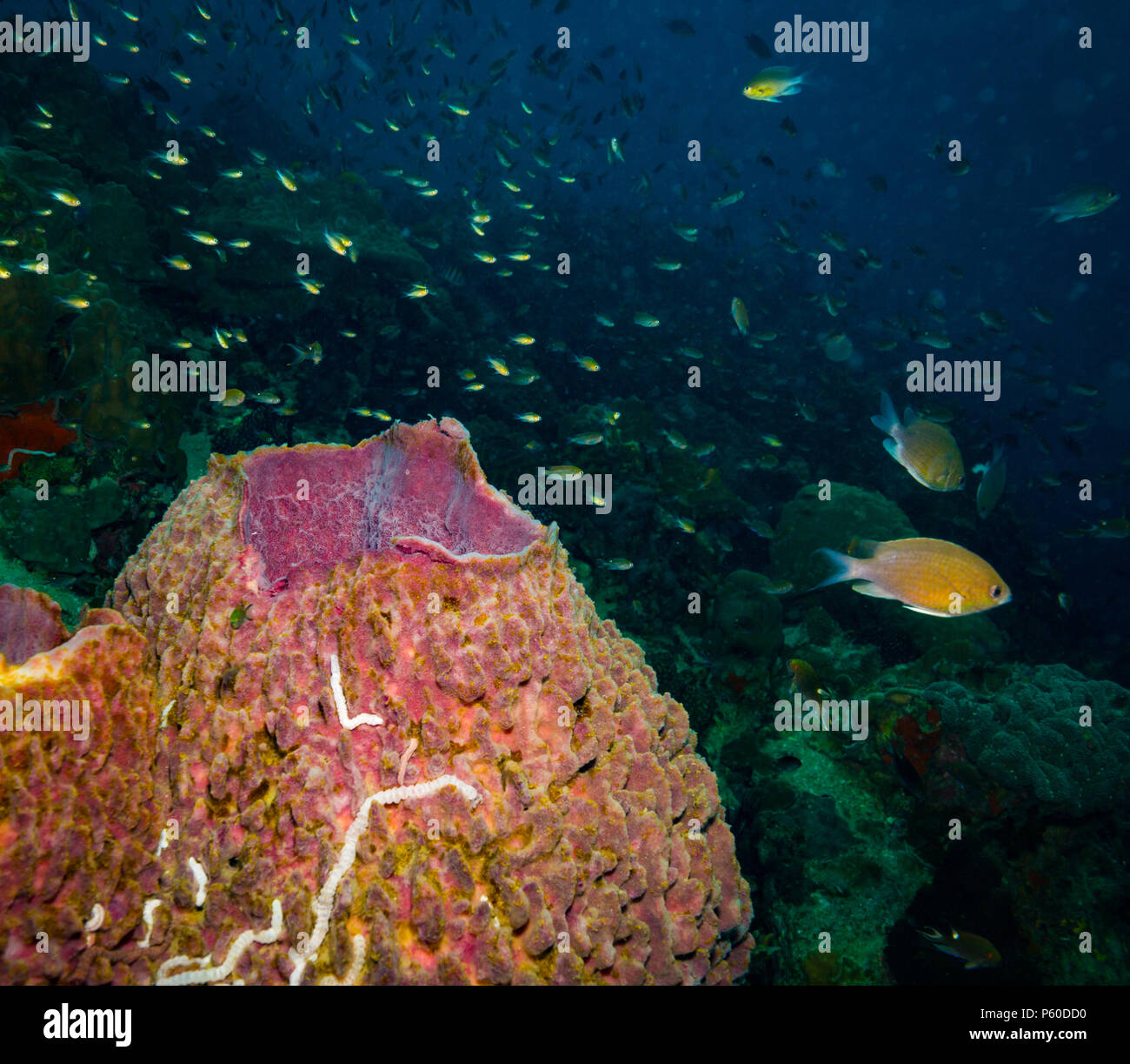 Sponge on the coral reef near the island of Tao Stock Photo - Alamy