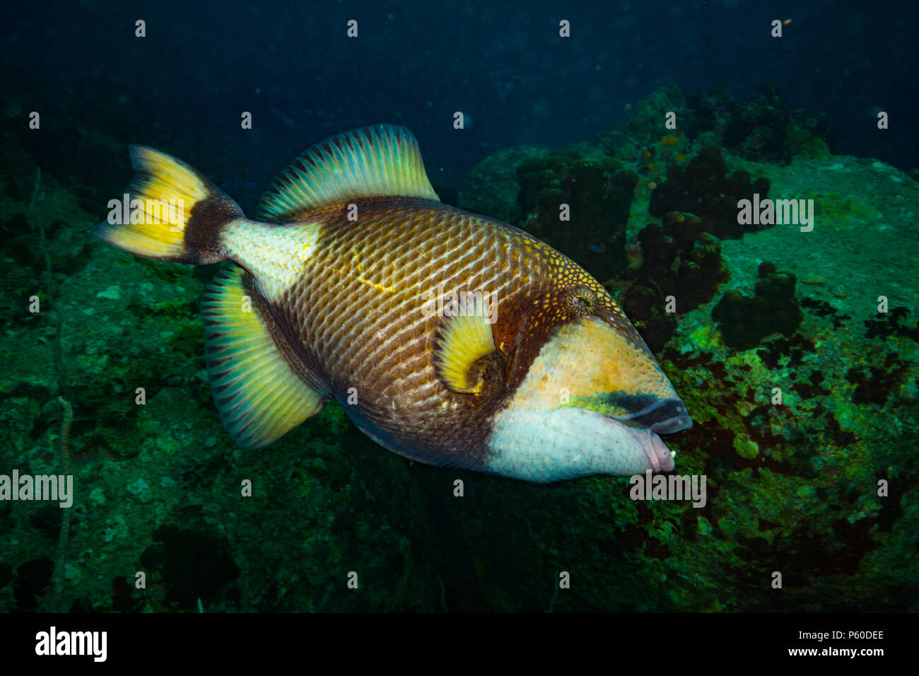 A big Triggerfish near island Koh Tao Stock Photo - Alamy
