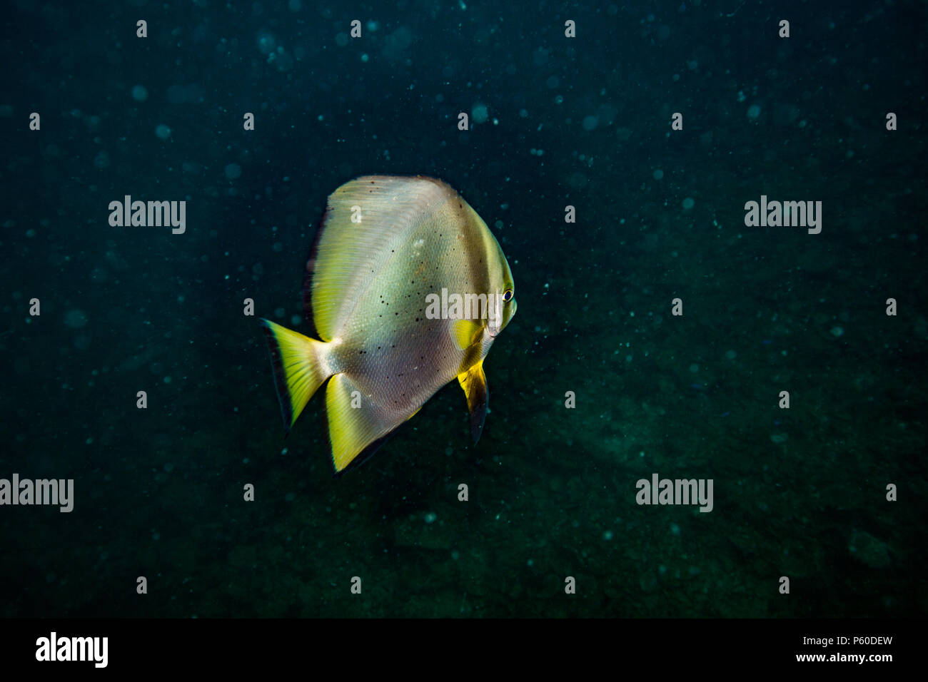 Batfish on coral reef of Koh Tao Stock Photo - Alamy