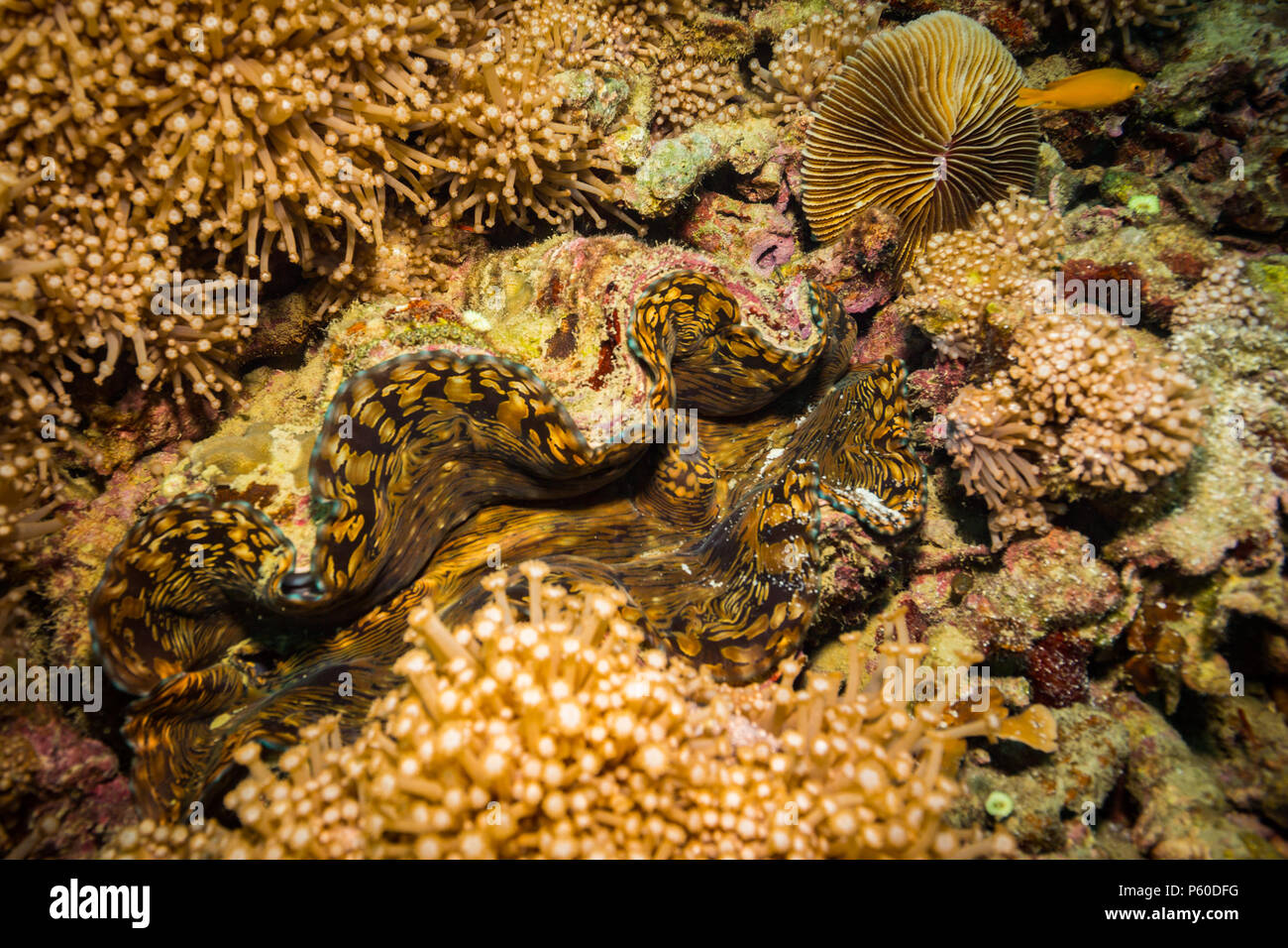 Shell on coral reef of Koh Tao Stock Photo - Alamy