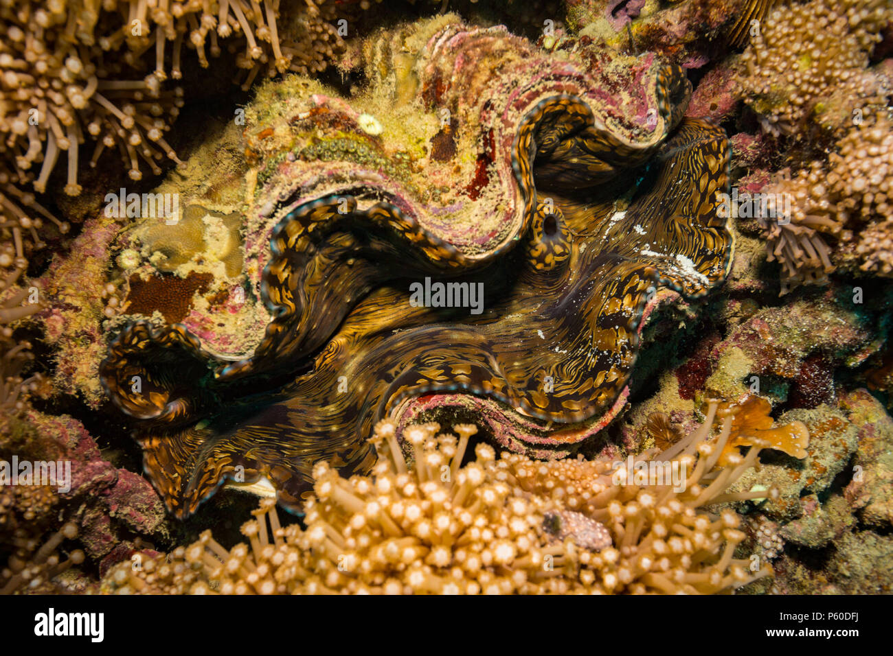 Shell on coral reef of Koh Tao Stock Photo - Alamy